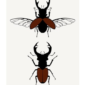 Stag Beetle Vector Bundle - Etsy