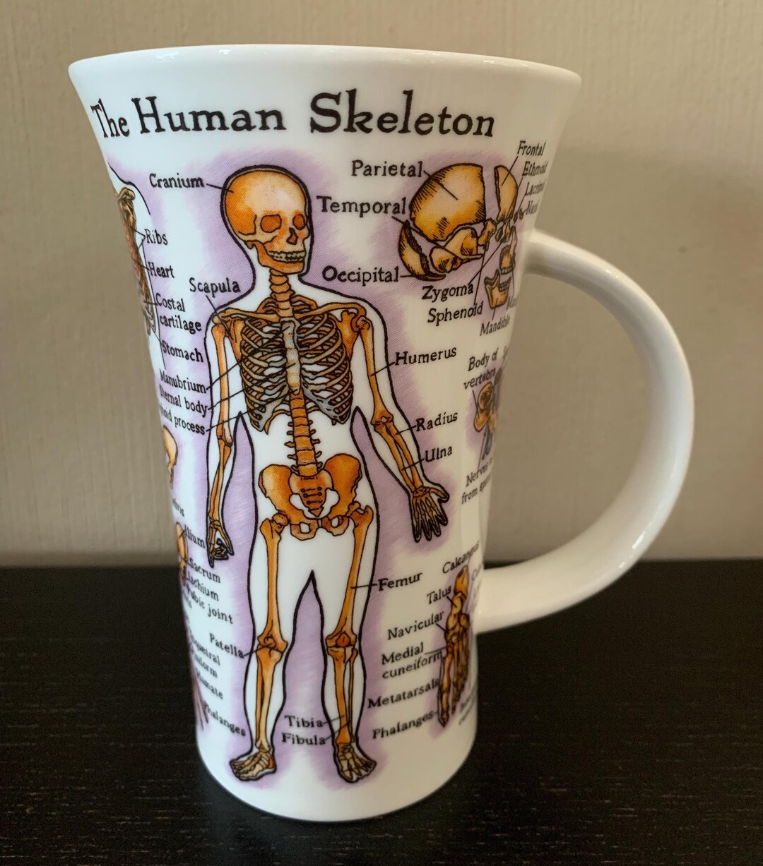 The Human Skeleton, Human Muscles, Coffee Mug, Human Anatomy, Physician ...