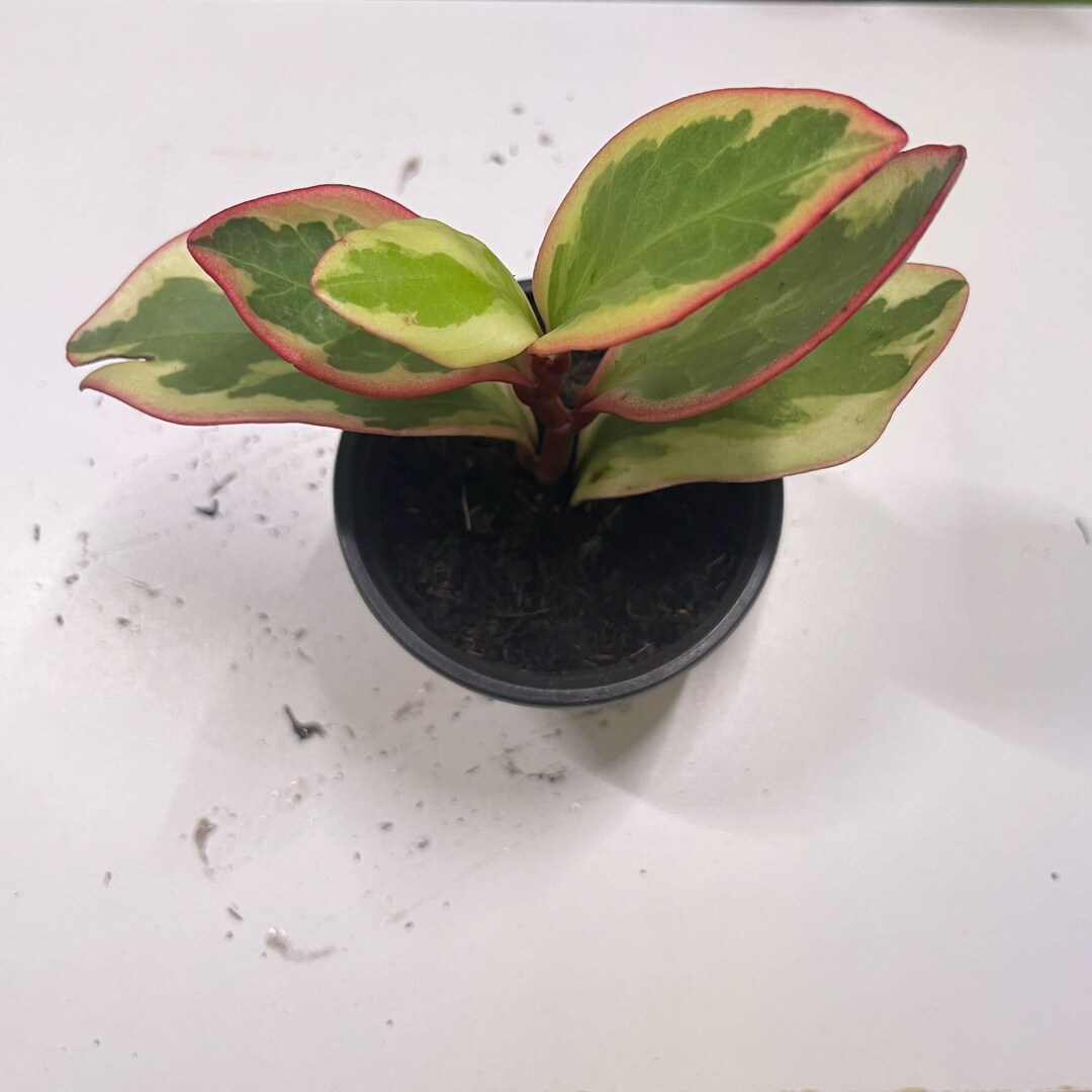 Peperomia Clusiifolia Starter Plant - Etsy