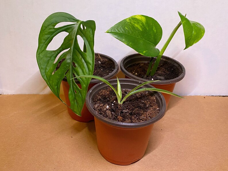 Mystery Plant Box - Etsy