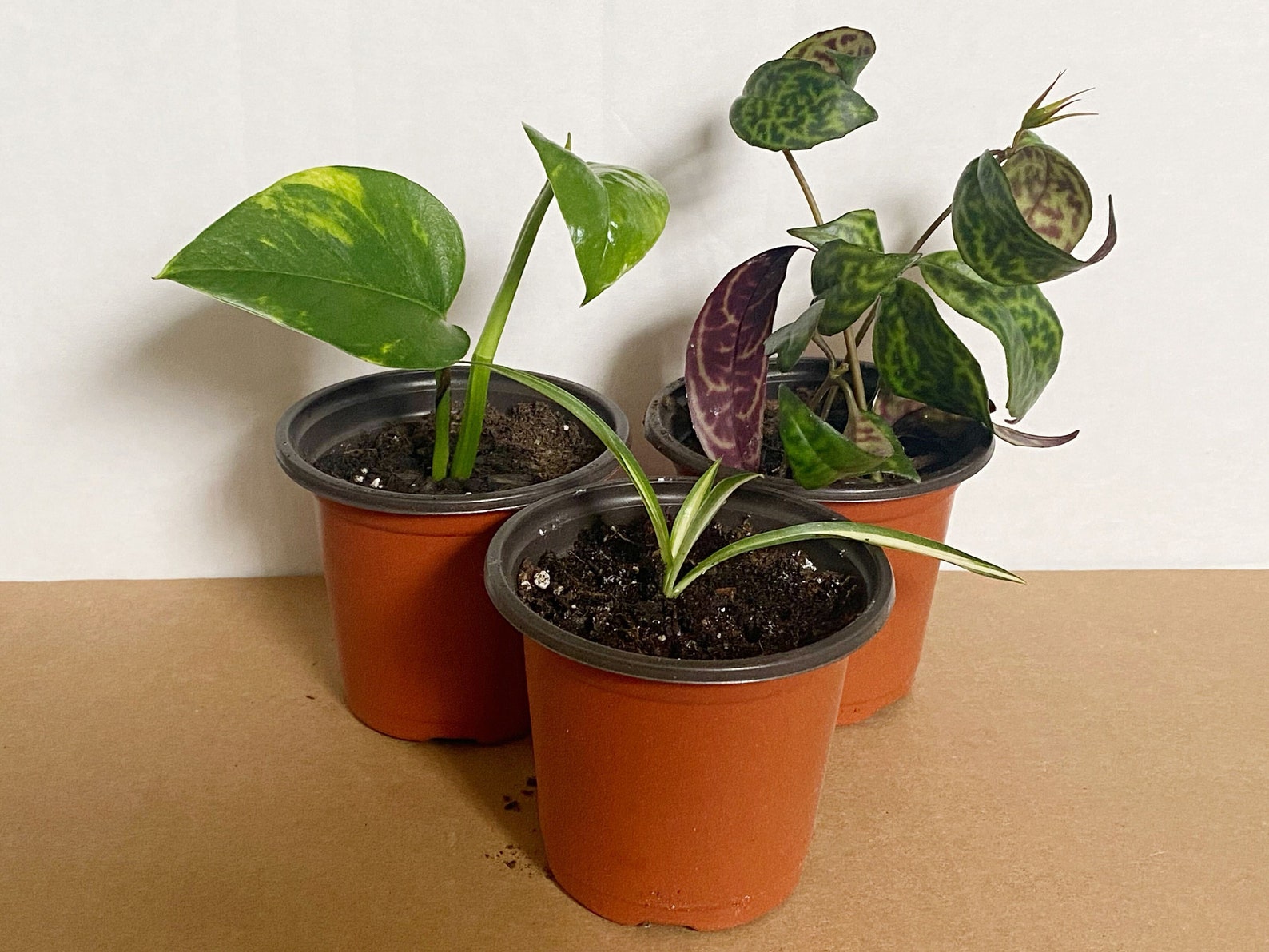 Mystery Plant Box - Etsy