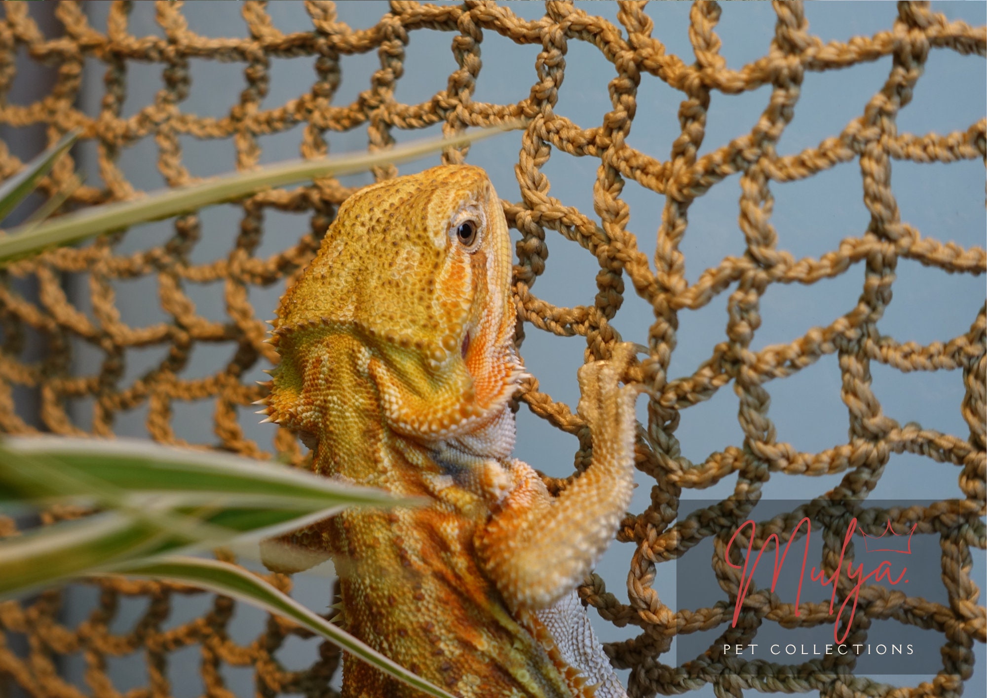 Reptile Climbable Wall Climbing Wall for Reptiles Reptile | Etsy UK