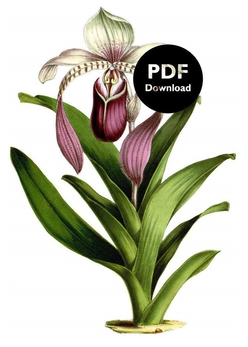 Orchid Cross Stitch Pattern Vintage Botanical Illustration - Etsy