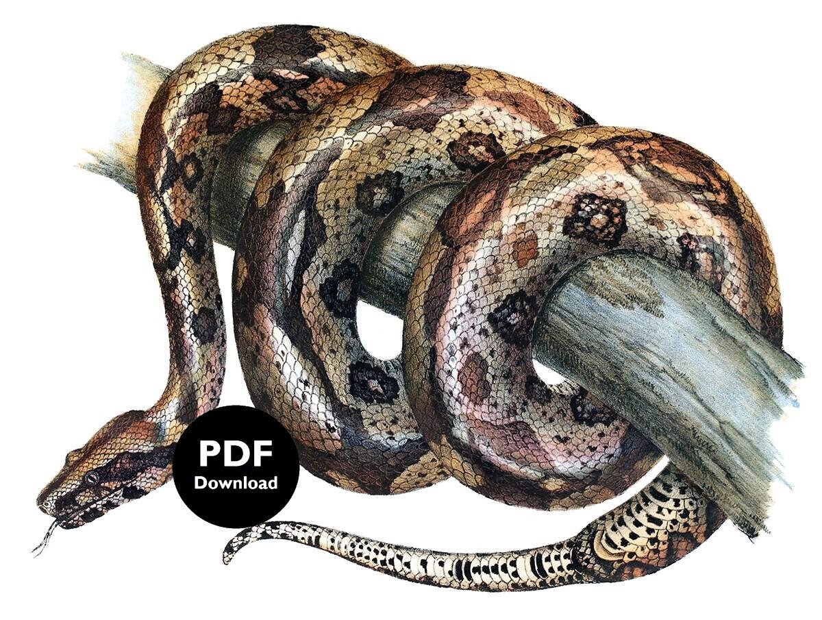 Boa Constrictor Cross Stitch Pattern, Reptile, Snake, Vintage ...