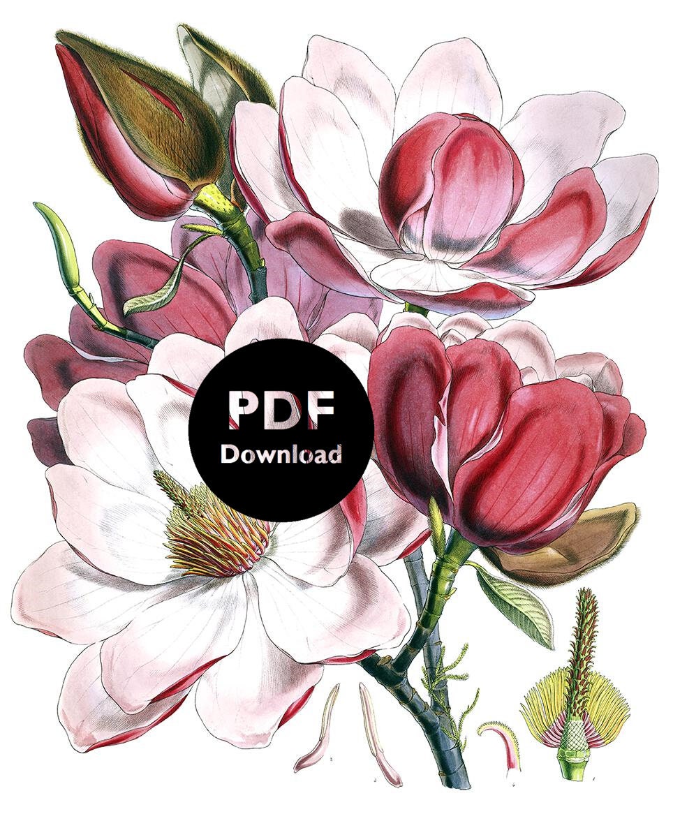 Magnolia Cross Stitch Pattern, Vintage Botanical Illustration, Flower ...