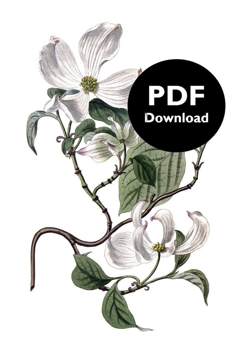 Dogwood Cross Stitch Pattern (inverted), Vintage Botanical Illustration ...