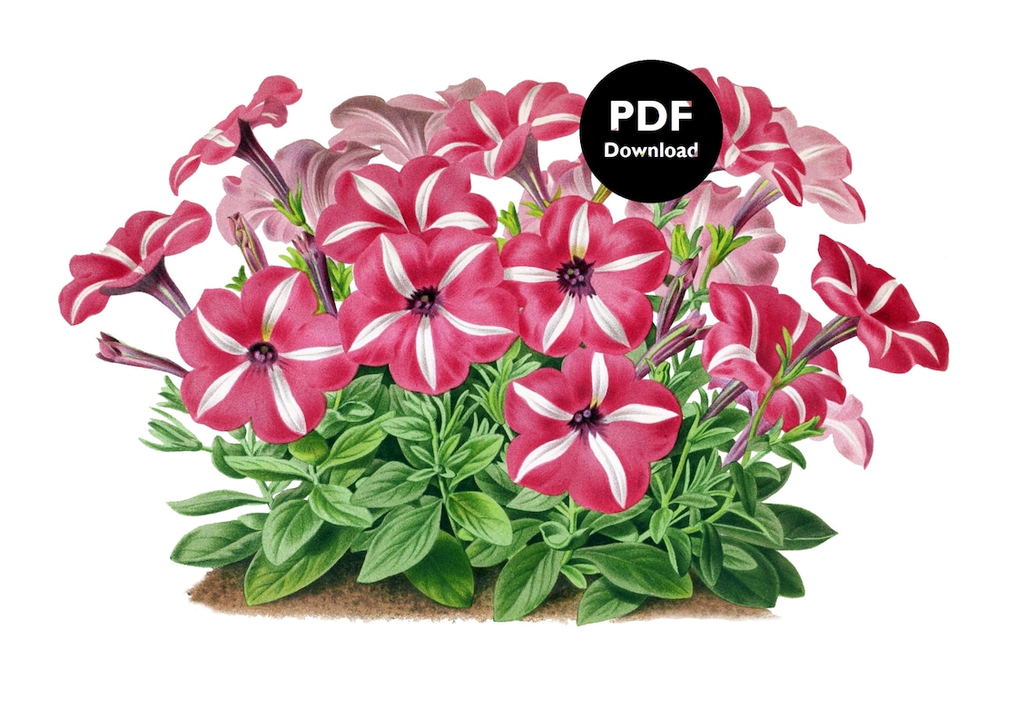 Petunias Cross Stitch Pattern, Vintage Botanical Illustration, Flower ...
