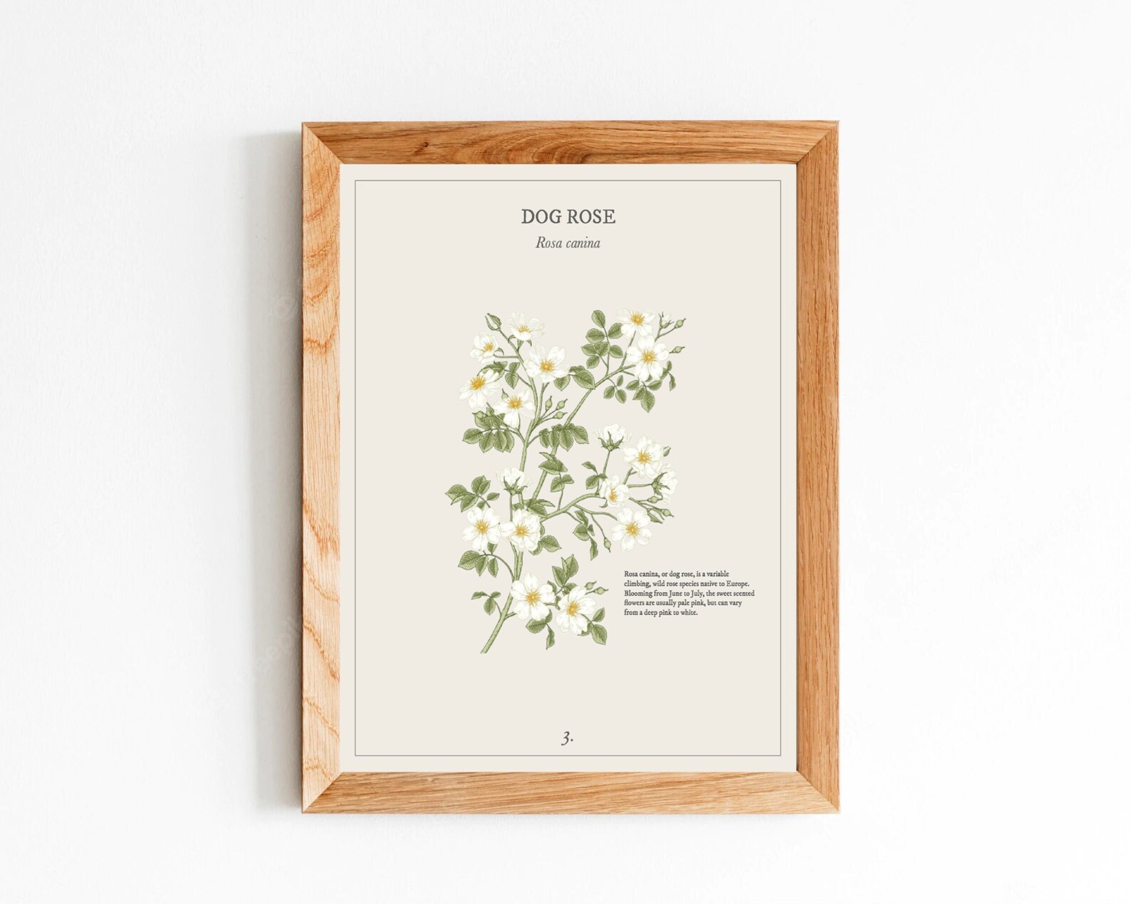 Vintage Dog Rose Floral Poster, Antique Botanical Print With Dog Roses ...