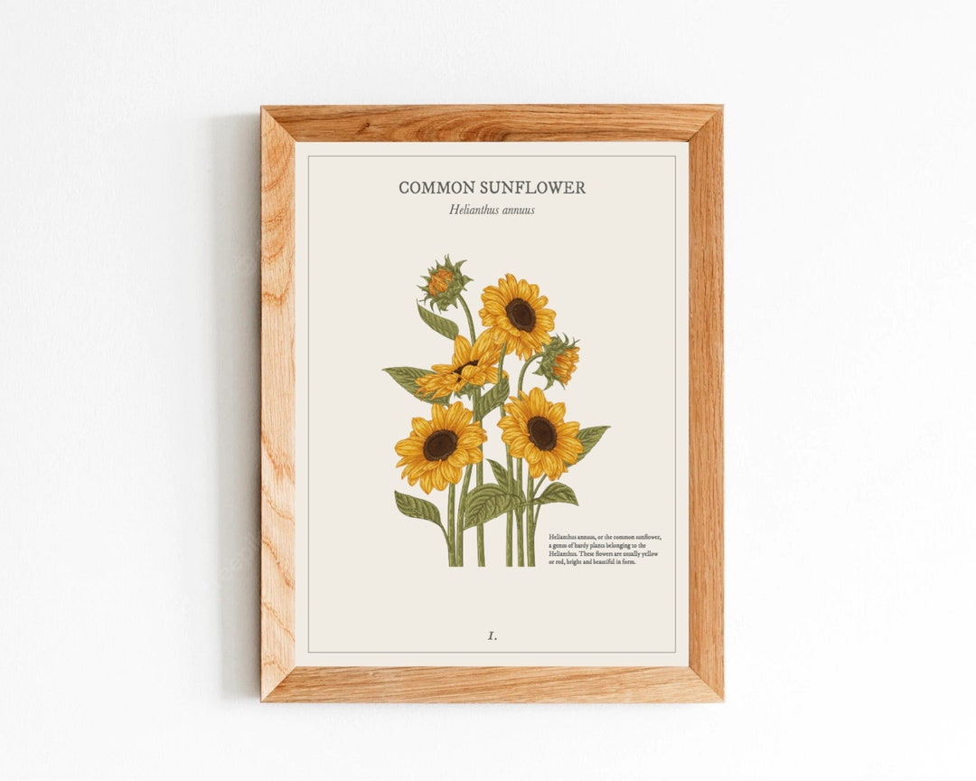 Vintage Common Sunflower Print, Rustic Botanical Poster With Sunflowers ...