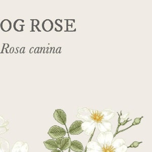 Vintage Dog Rose Floral Poster, Antique Botanical Print With Dog Roses ...