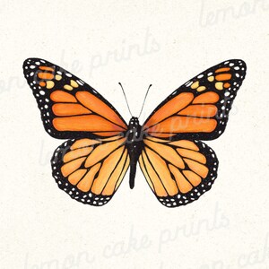 Illustrated Monarch Print, Butterfly Wall Decor, Monarch Aesthetic ...