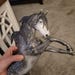 Catch Me Breyer Custom - Etsy