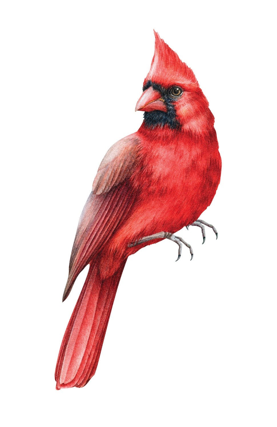 Cardinal Decal - Etsy
