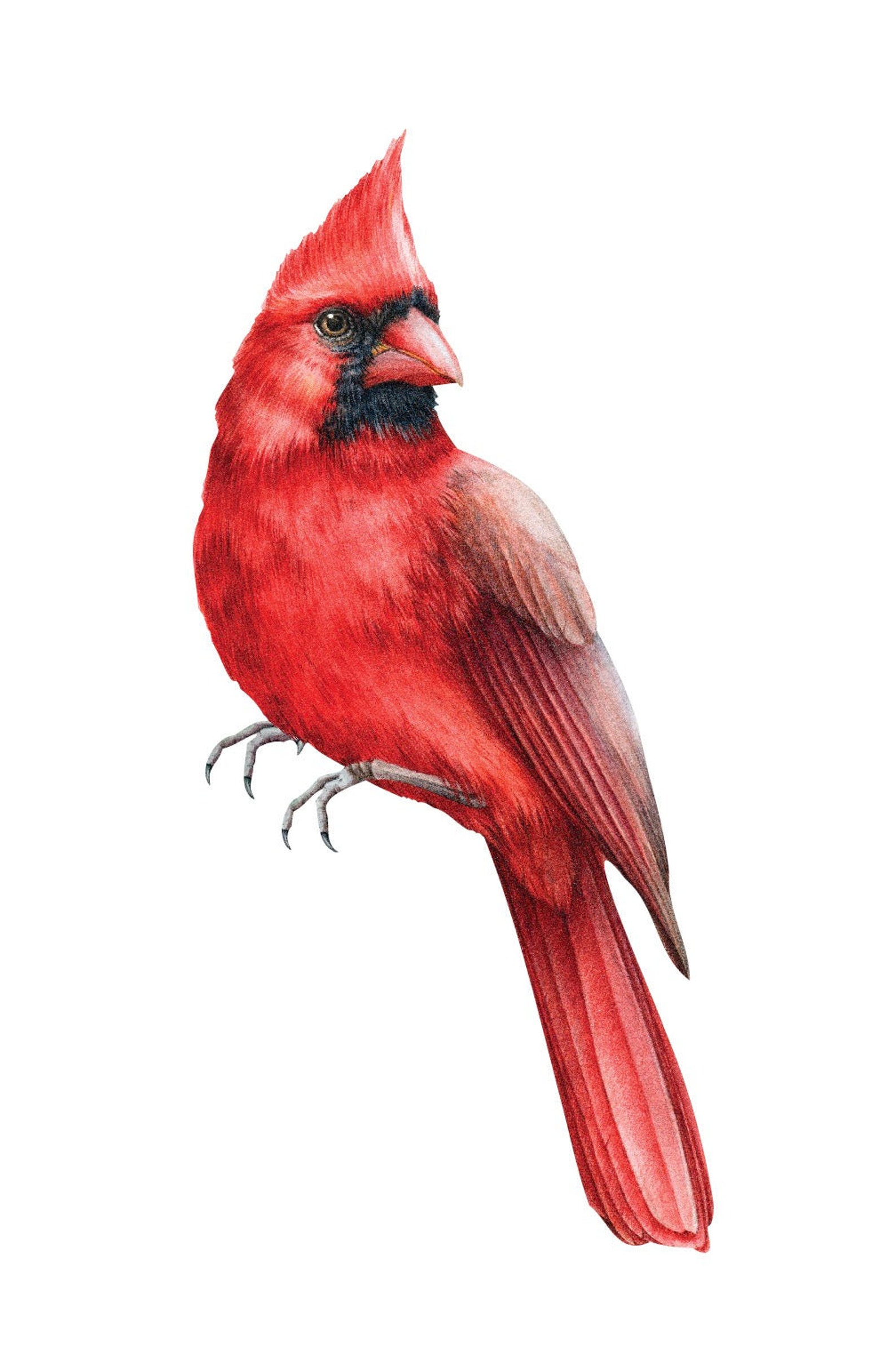Cardinal Decal - Etsy