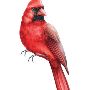 Cardinal Decal - Etsy