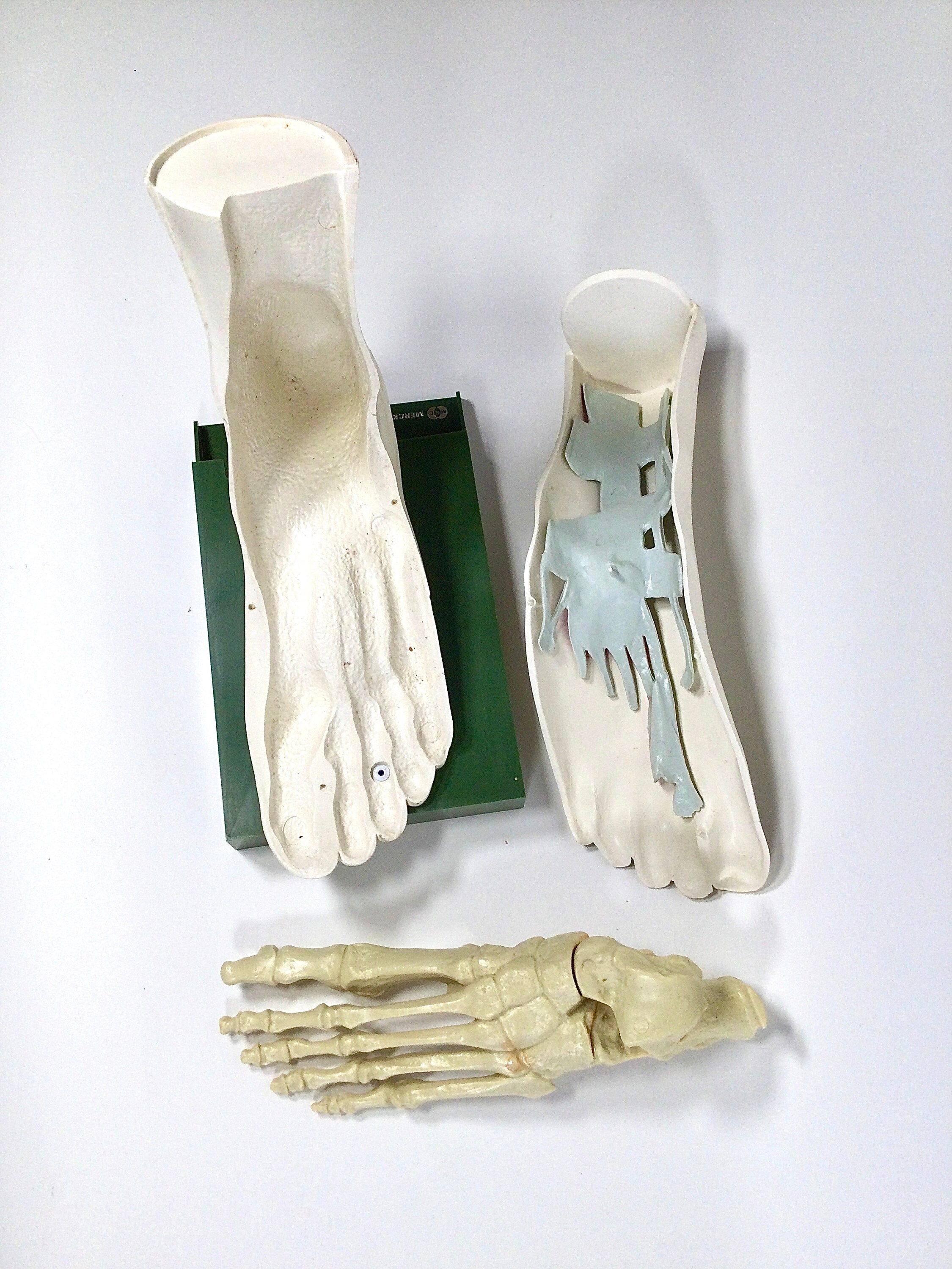 Anatomical Model of Human Foot - Etsy