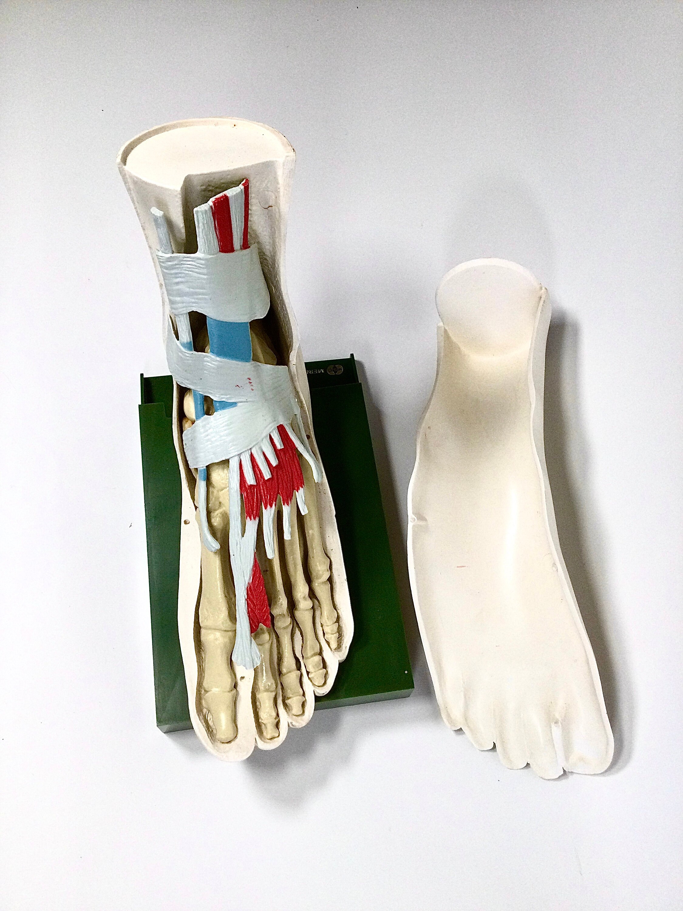 Anatomical Model of Human Foot - Etsy