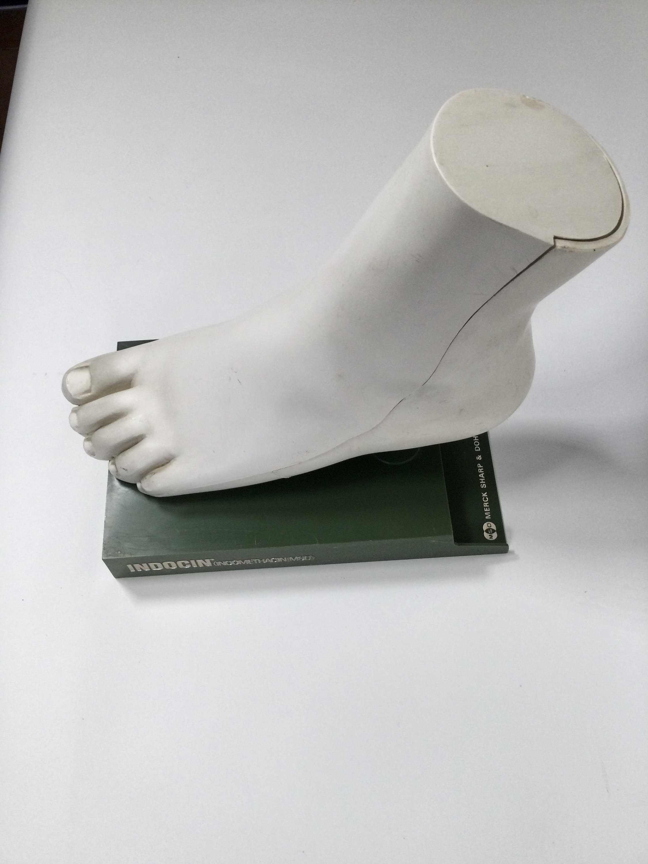 Anatomical Model of Human Foot - Etsy