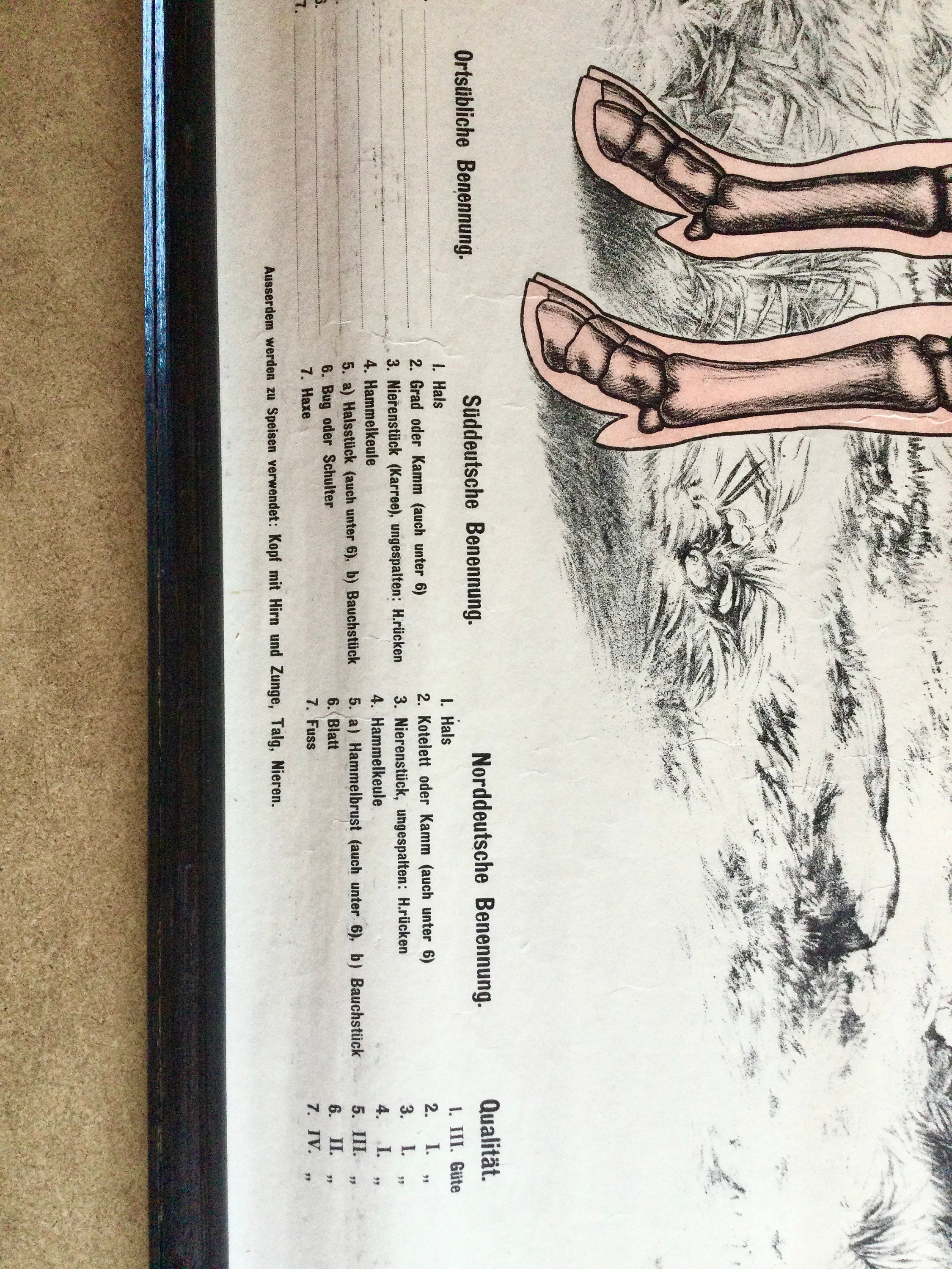 Vintage Pull Down Butcher Chart / Sheep-ram. - Etsy