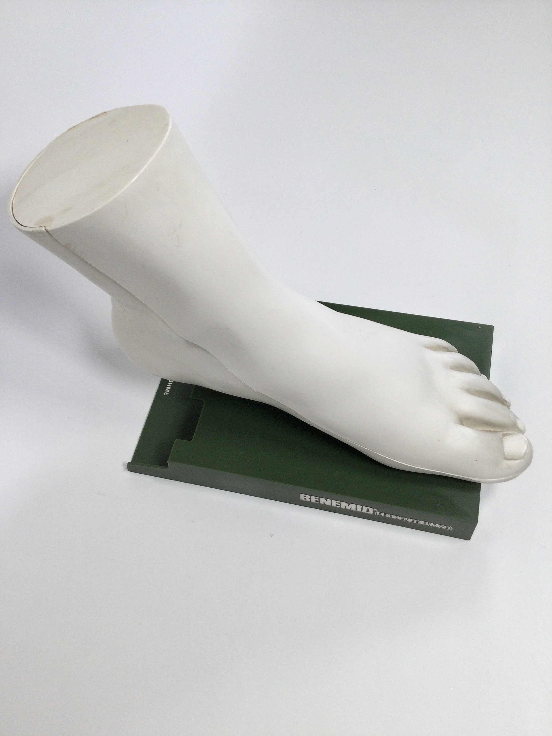 Anatomical Model of Human Foot - Etsy