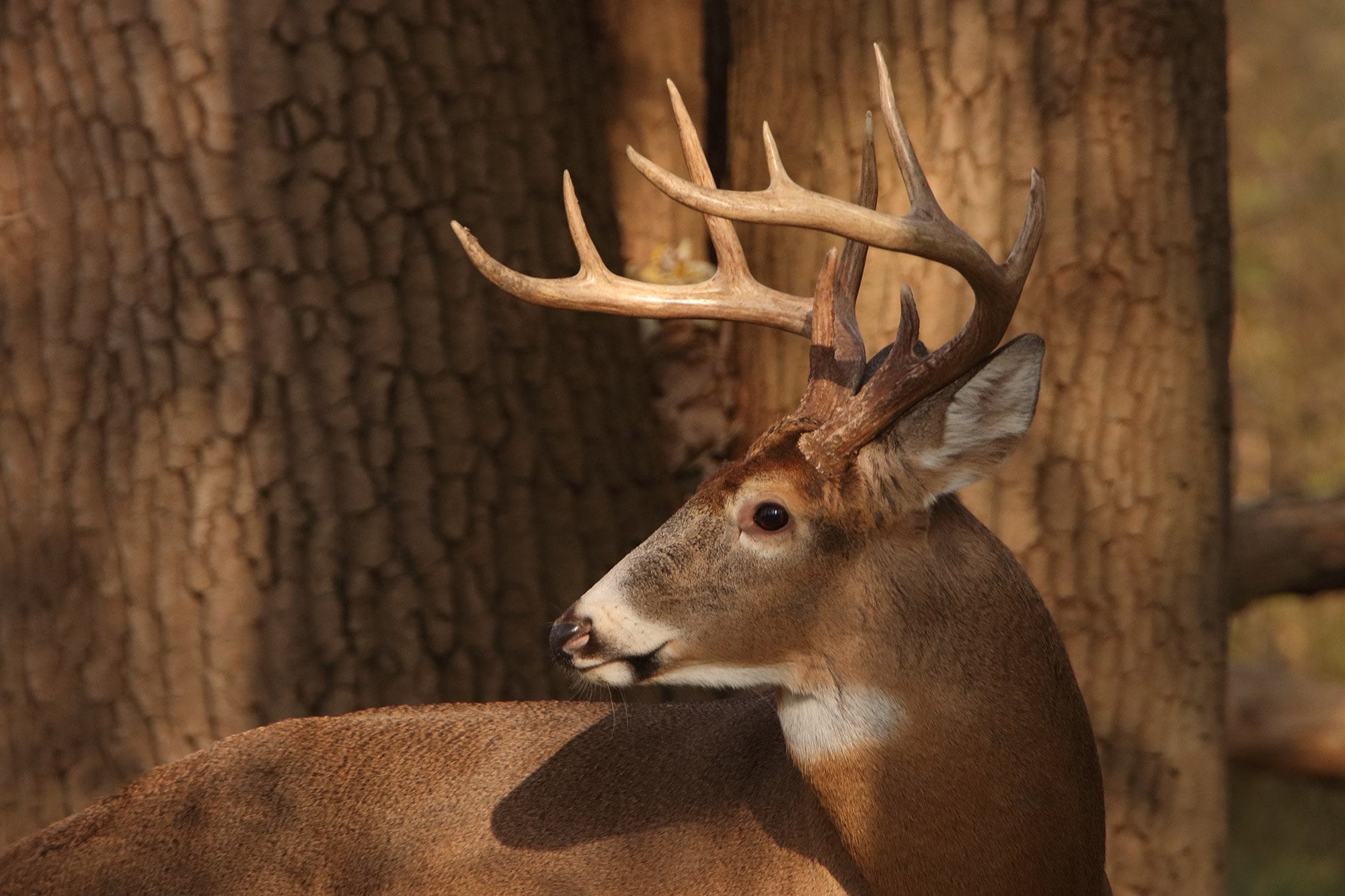 Printable Image: Buck in the Sun | Instant Download- Hi-resolution ...