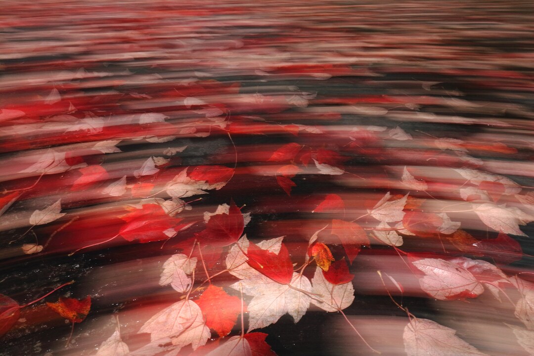Printable Photo: Red Leaves | Direct Download - Etsy