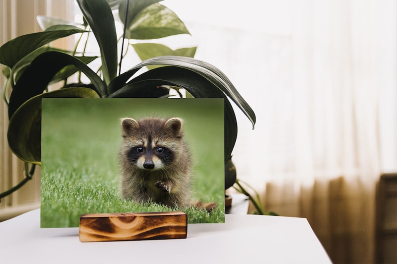 Printable Image: Raccoon Reaching | Instant Download Hi-res Photo - Etsy
