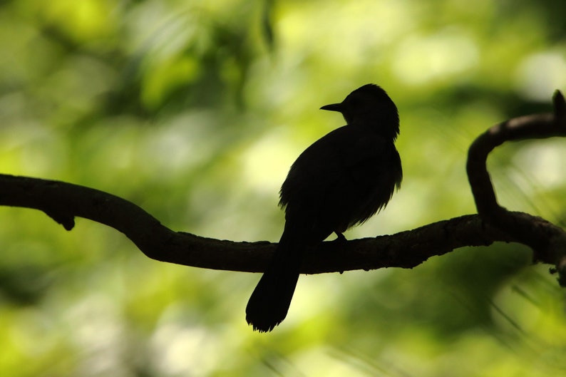 Printable Image: Catbird in the Woods | Direct Download - Etsy