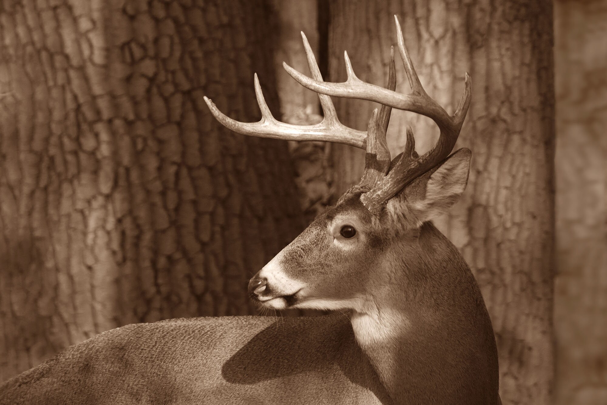 Printable Image: Buck in the Sun | Instant Download- Hi-resolution ...
