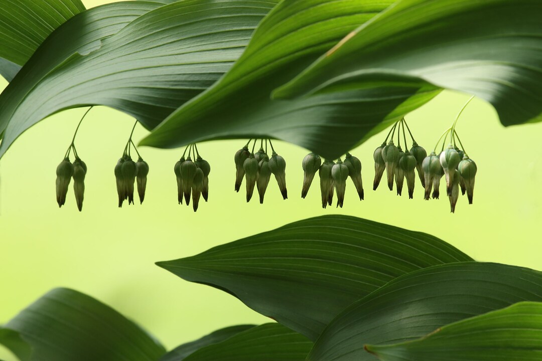 Printable Image: Green Bulbs | Instant Download - Etsy