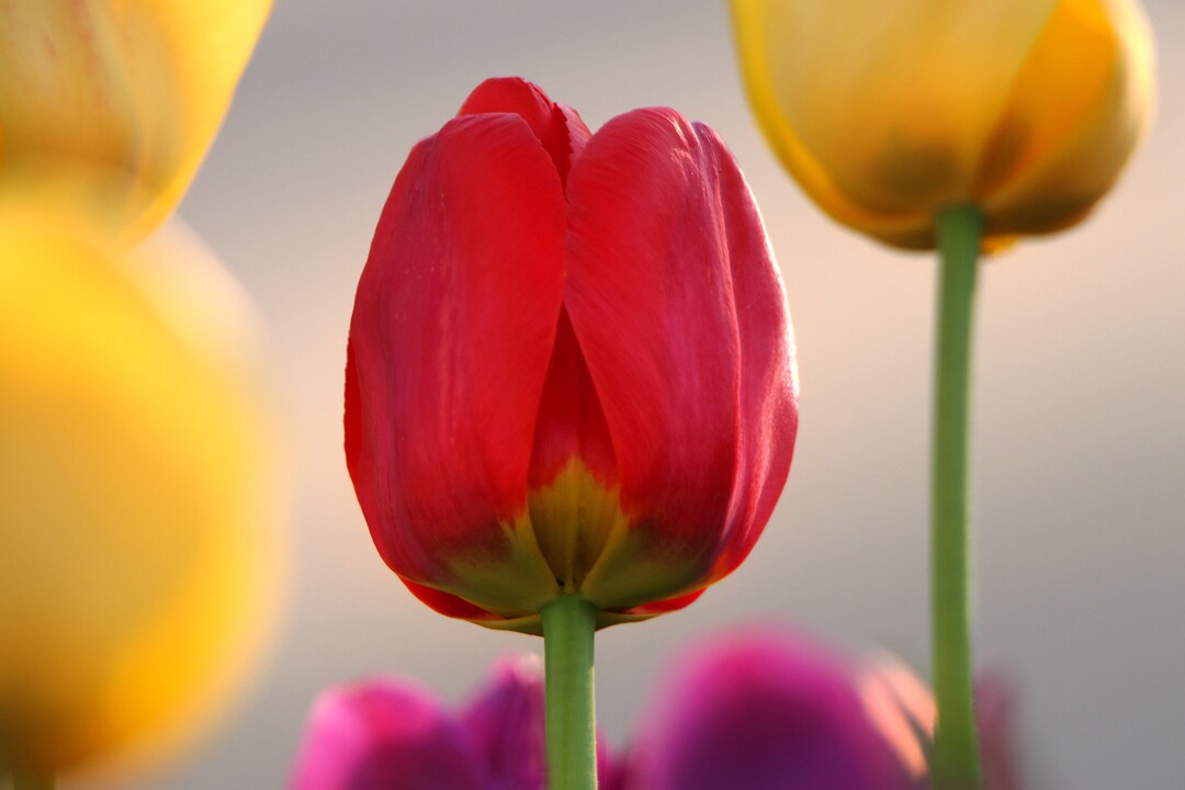 Printable Image: Tulips | Instant Download - Etsy