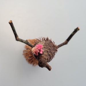 Oakie Acorn Elf Dancing With Joy. Say It With Oakies Fantasy Art ...