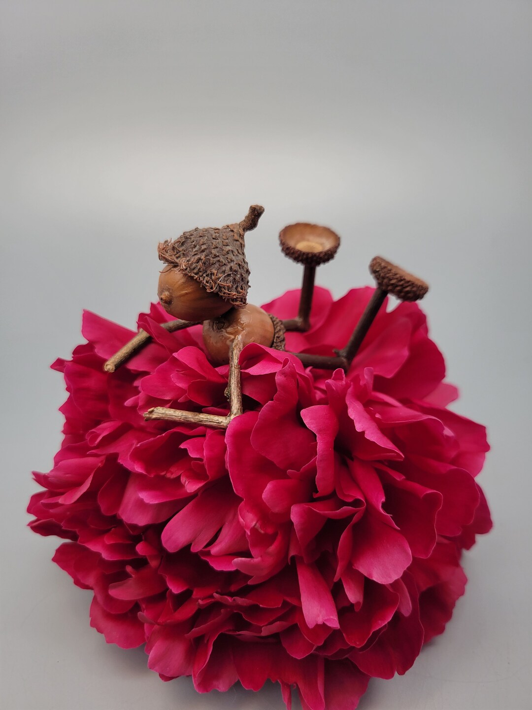 Oakie Acorn Elf Posing on a Flower for Pictures. Flower Not - Etsy Oakie Acorn Elf Posing on a Flower for Pictures. Flower Not - Etsy