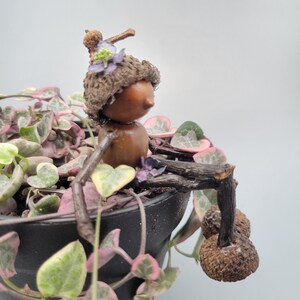 Oakie Acorn Elf, Sitting With Her Legs Crossed. A Lovely, Fantasy Art ...