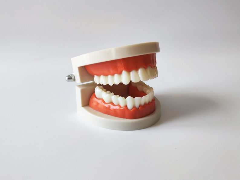 Realistic DENTAL TEETH MODEL - Illustrative Tool Standard 28 Tooth ...