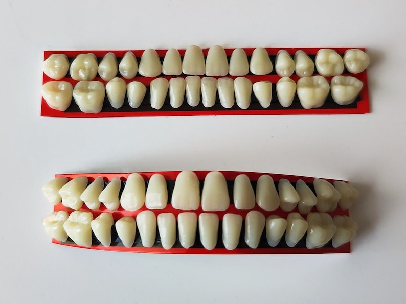 Acrylic Resin Teeth Denture False Teeth 28 Tooth Realistic Tooth Set ...