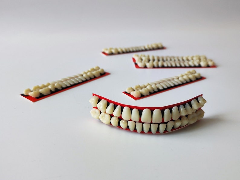Acrylic Resin Teeth Denture False Teeth 28 Tooth Realistic Tooth Set ...
