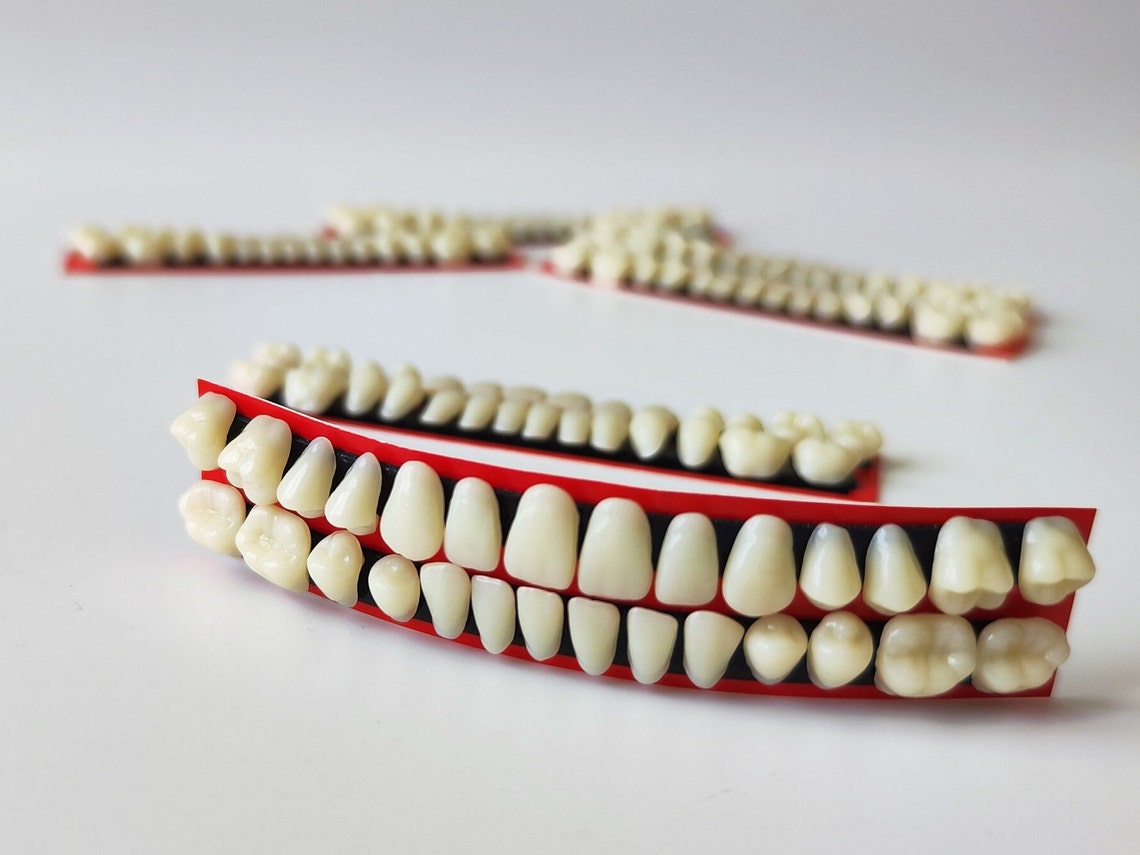 Acrylic Resin Teeth Denture False Teeth 28 Tooth Realistic Tooth Set ...