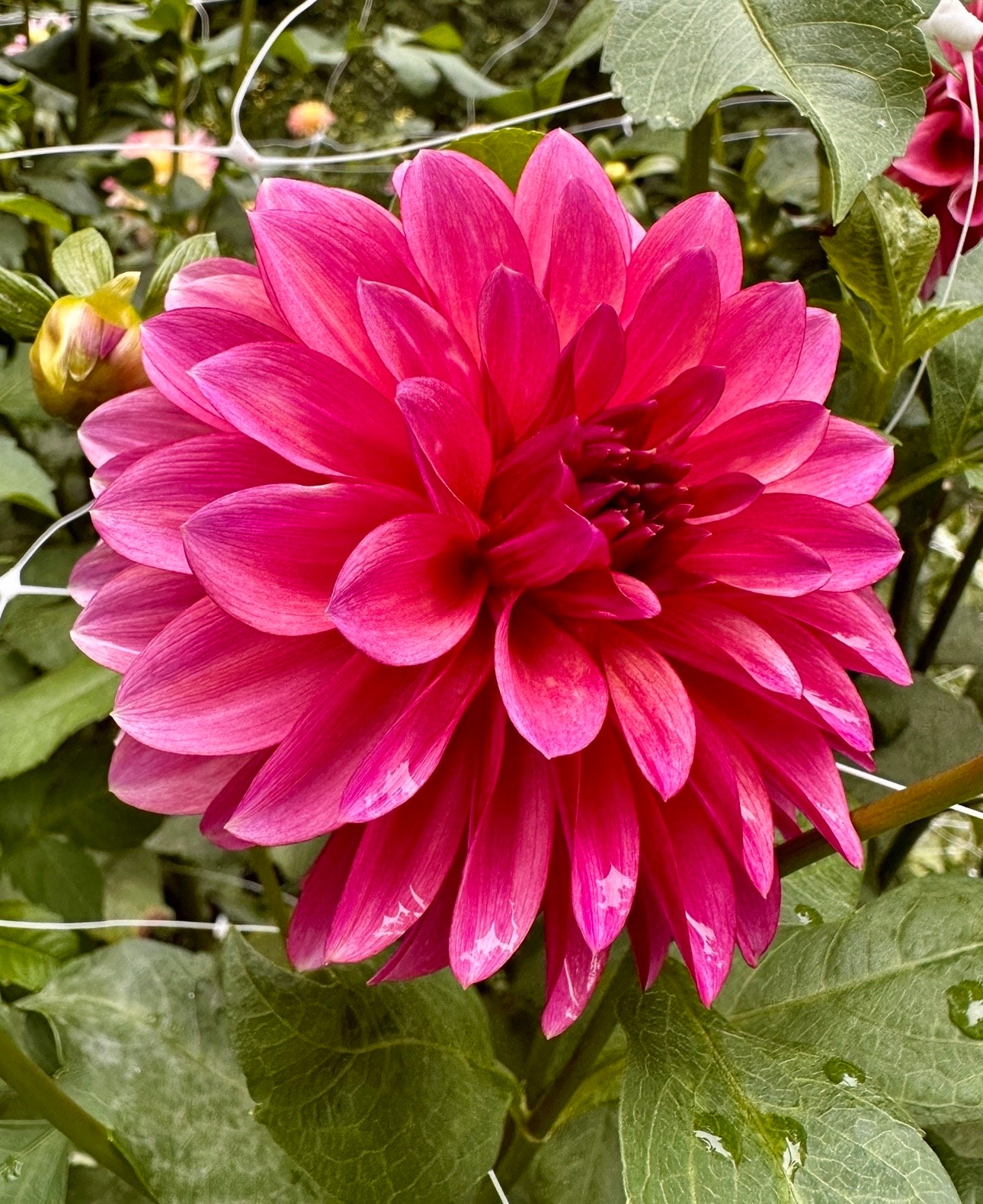 Dahlia Tuber, Stillwater Becky - Etsy