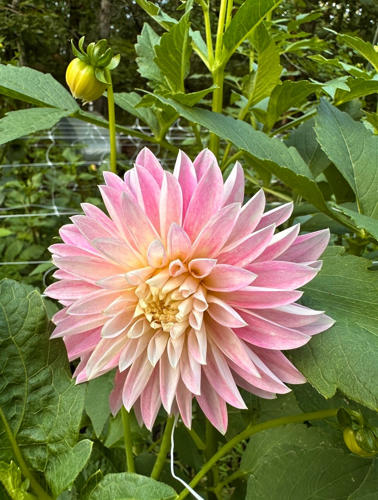 Alloway Candy Dahlia Tuber - Etsy