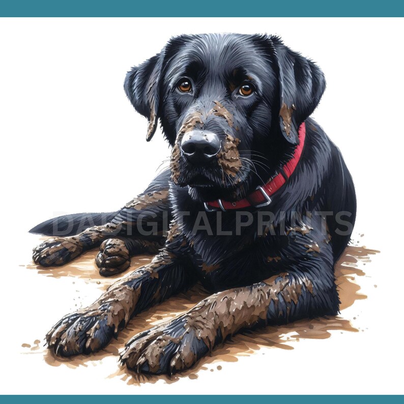 Black Labrador Clipart Bundle: Muddy Dog Art (PNG Files) - Etsy