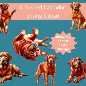 Labrador Clipart, Dog Clipart, Fox Red Labrador, Dogs Labrador ...