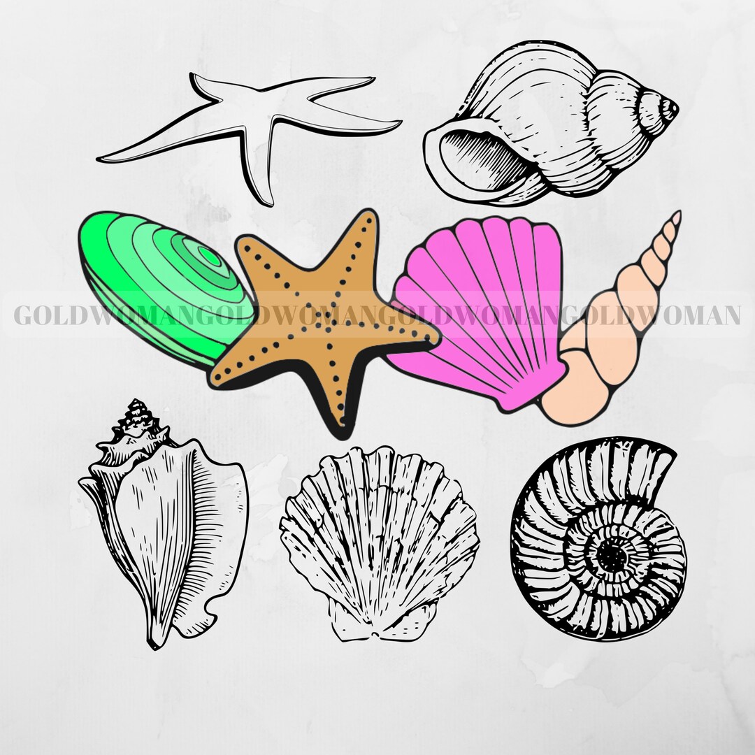 Seashell SVG Bundle Layered Silhouette Design Ocean Svg - Etsy