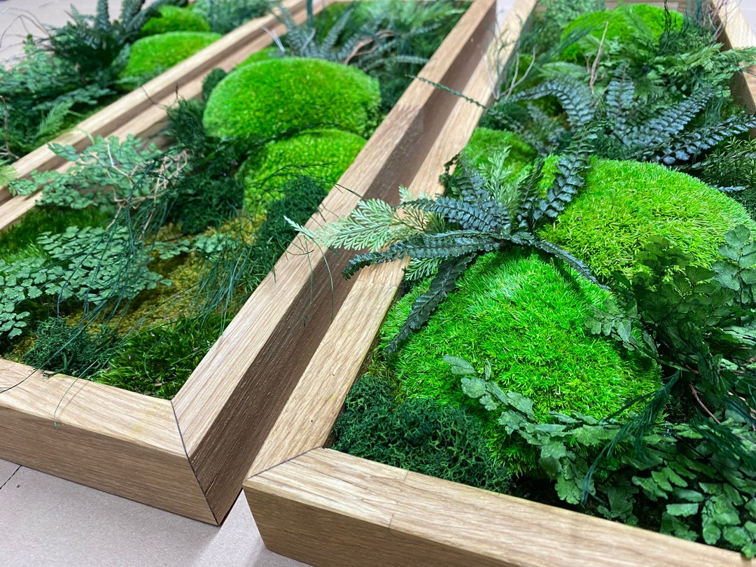 Moss Picture Set of 3 20 X 60 Cm UNIQUE Vertical Moss Wall Panel Solid ...