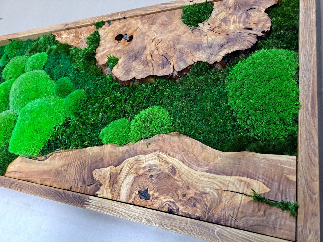 Moss Picture Symbiosis Ball Moss Olive Wood Solid Wood Frame Oiled Oak ...