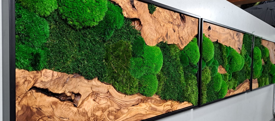 Moosbild Symbiose Kugelmoos Olivenholz Alurahmen edel Wandkunst ...