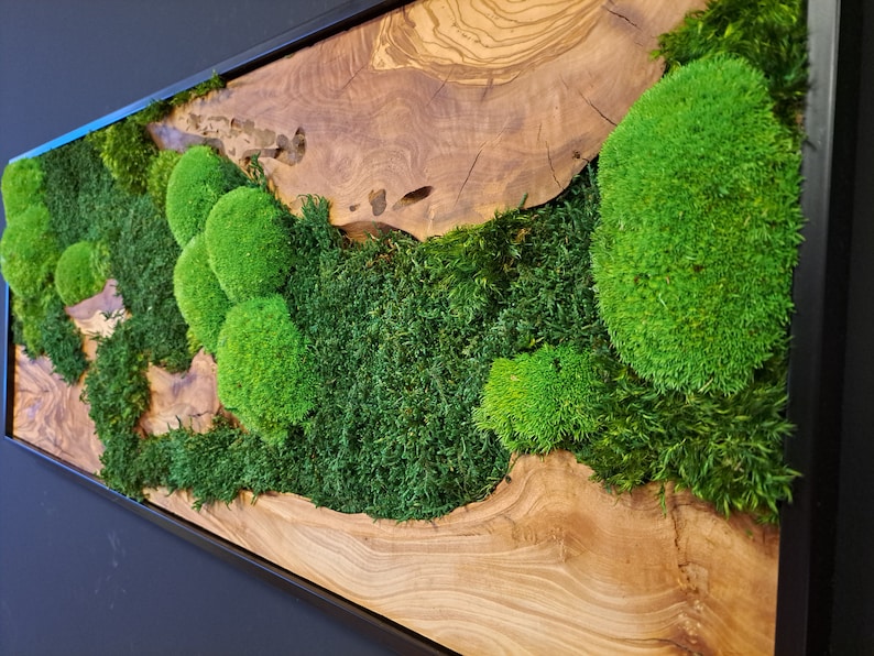 Moosbild Symbiose Kugelmoos Olivenholz Alurahmen Wandkunst - Etsy Schweiz