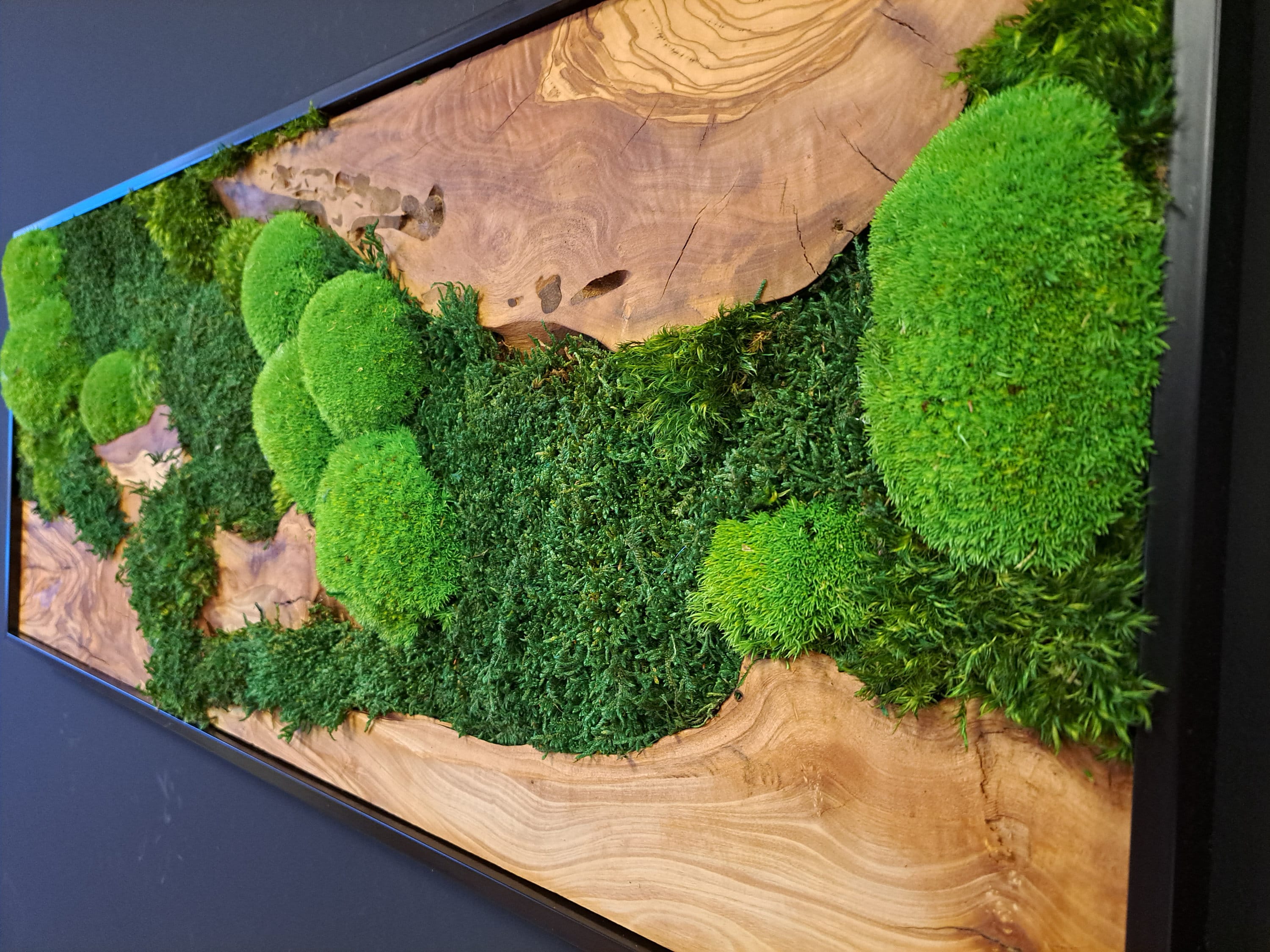 Moosbild Symbiose Kugelmoos Olivenholz Alurahmen Wandkunst - Etsy Schweiz