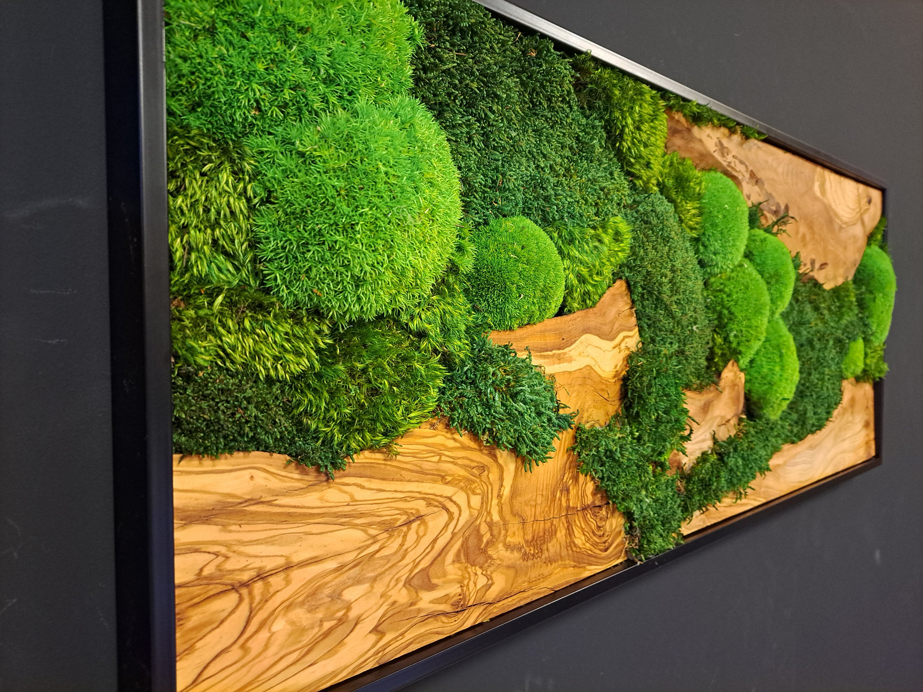 Moosbild Symbiose Kugelmoos Olivenholz Alurahmen Wandkunst - Etsy Schweiz