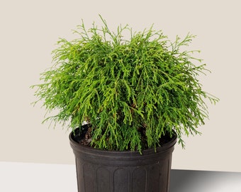 3 False Cypress gold Mop Chamaecyparis Pisifera Filifera Live Bareroot ...